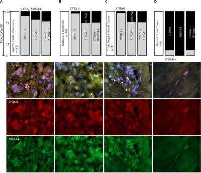 Cyr61/CCN1 Antibody [DyLight 550] (NB100-356R): Novus Biologicals